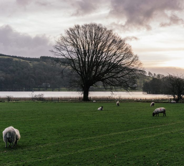 Nature Recovery – The Graythwaite Estate